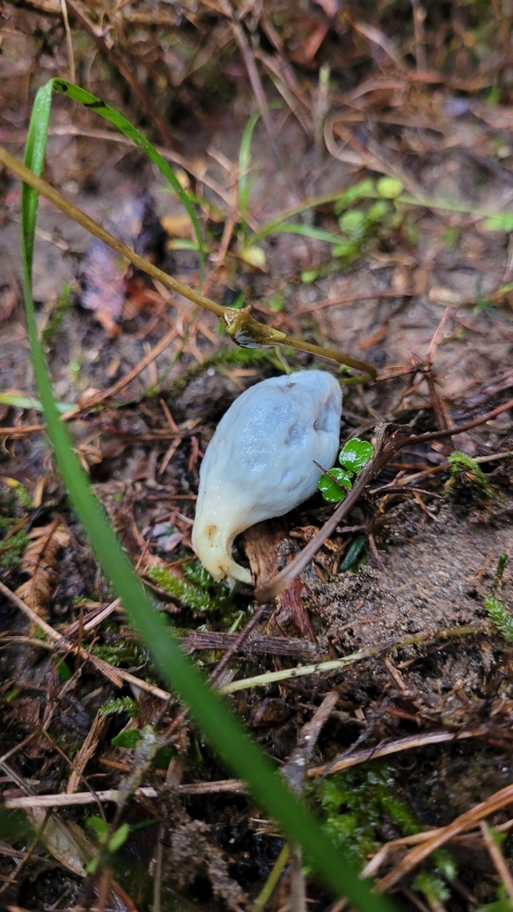 Blue Pouch Fungus from Franz Josef / Waiau 7886, New Zealand on June 15 ...