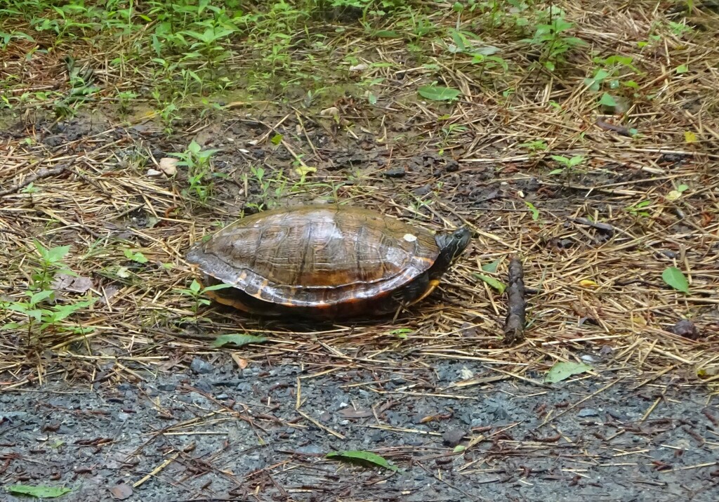 Northern Red-bellied Cooter from Hampton, MD, USA on June 14, 2022 at ...