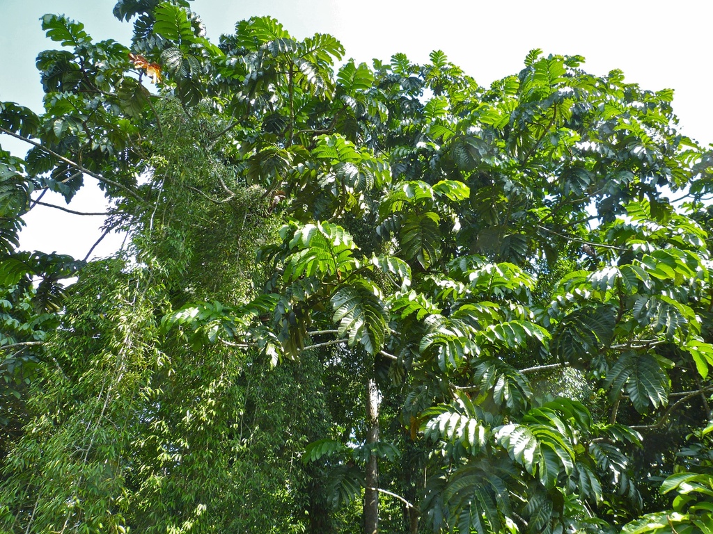 entawak (Artocarpus anisophyllus) - Botanical Realm