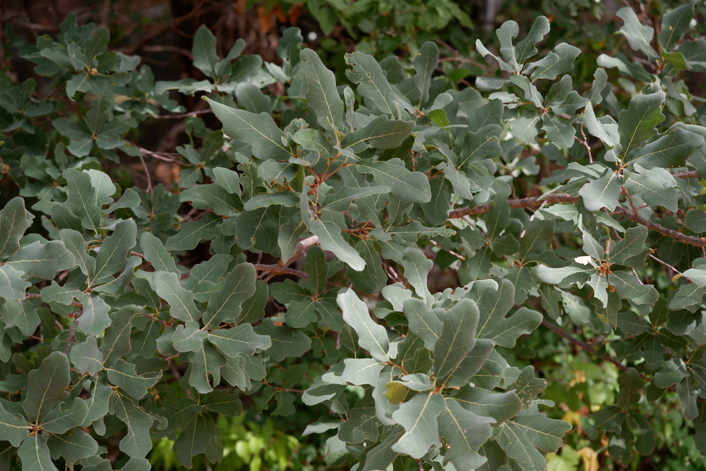 Lacey Oak from Westfield, Austin, TX 78703, USA on June 15, 2022 at 10: ...