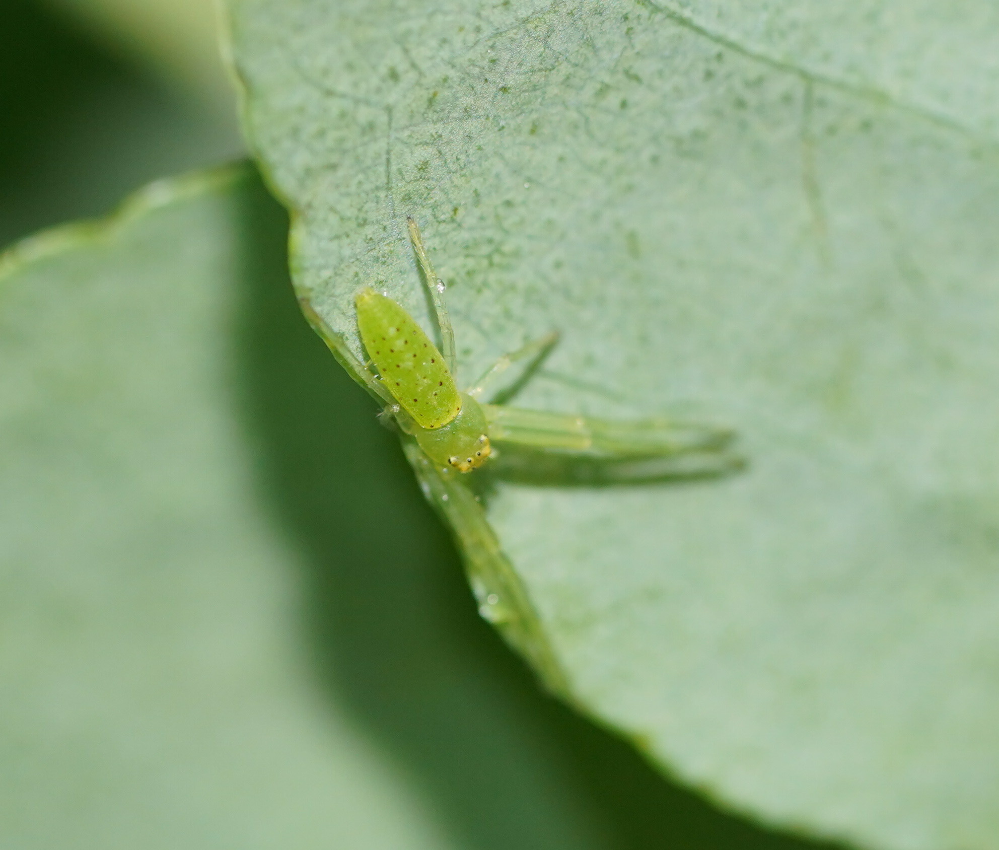 Cetratus rubropunctatus (Rainbow, 1920)