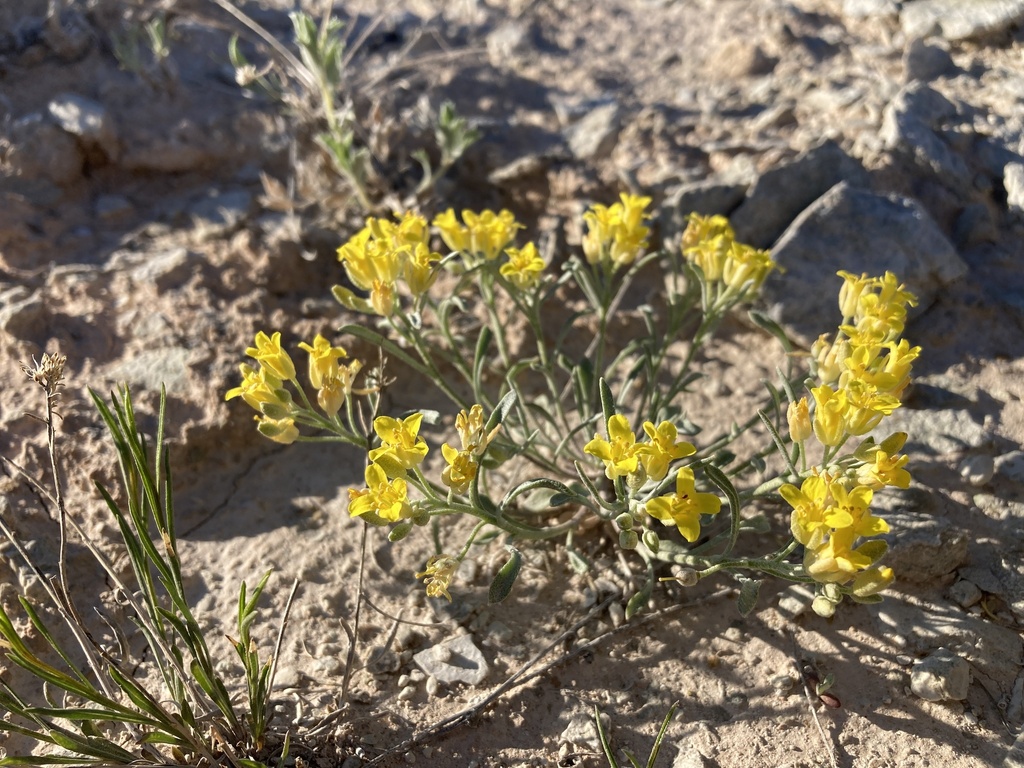 Physaria pachyphylla from Lovell, WY, US on June 15, 2022 at 07:11 PM ...