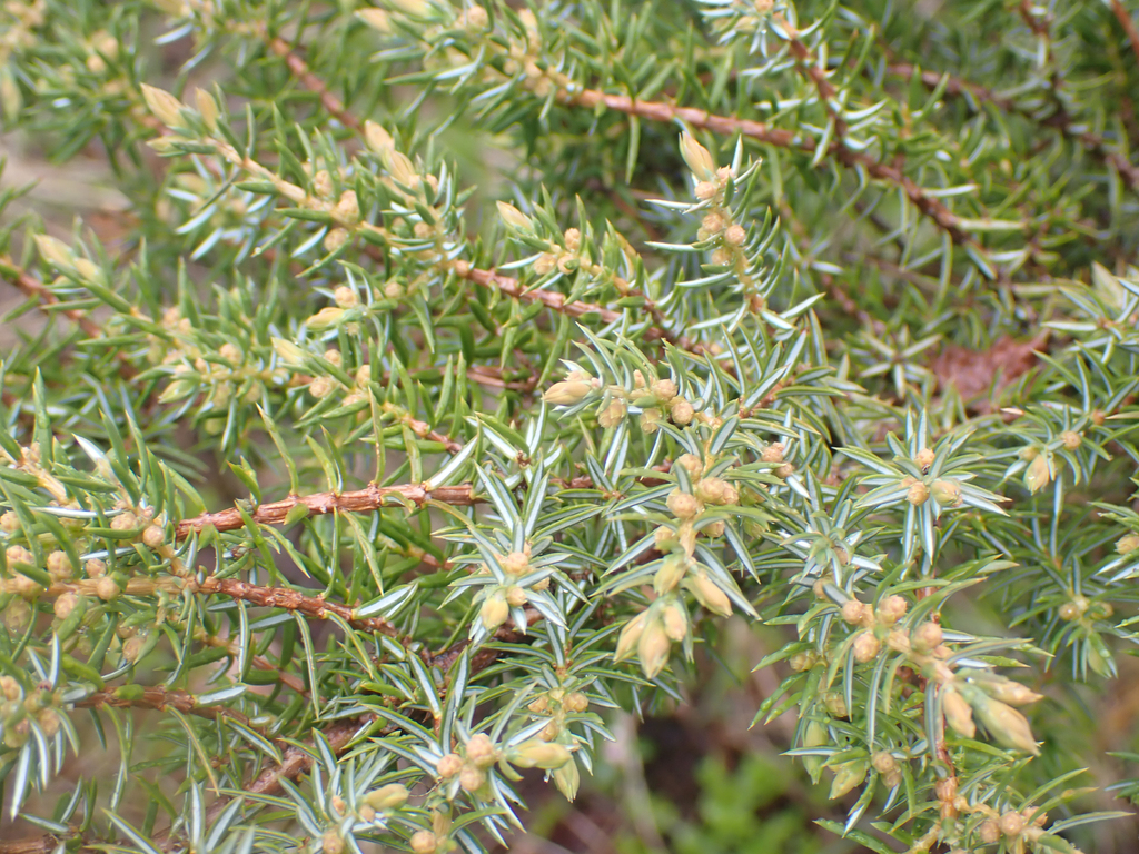 common juniper from Flat Lake, Cariboo, British Columbia, Canada on ...