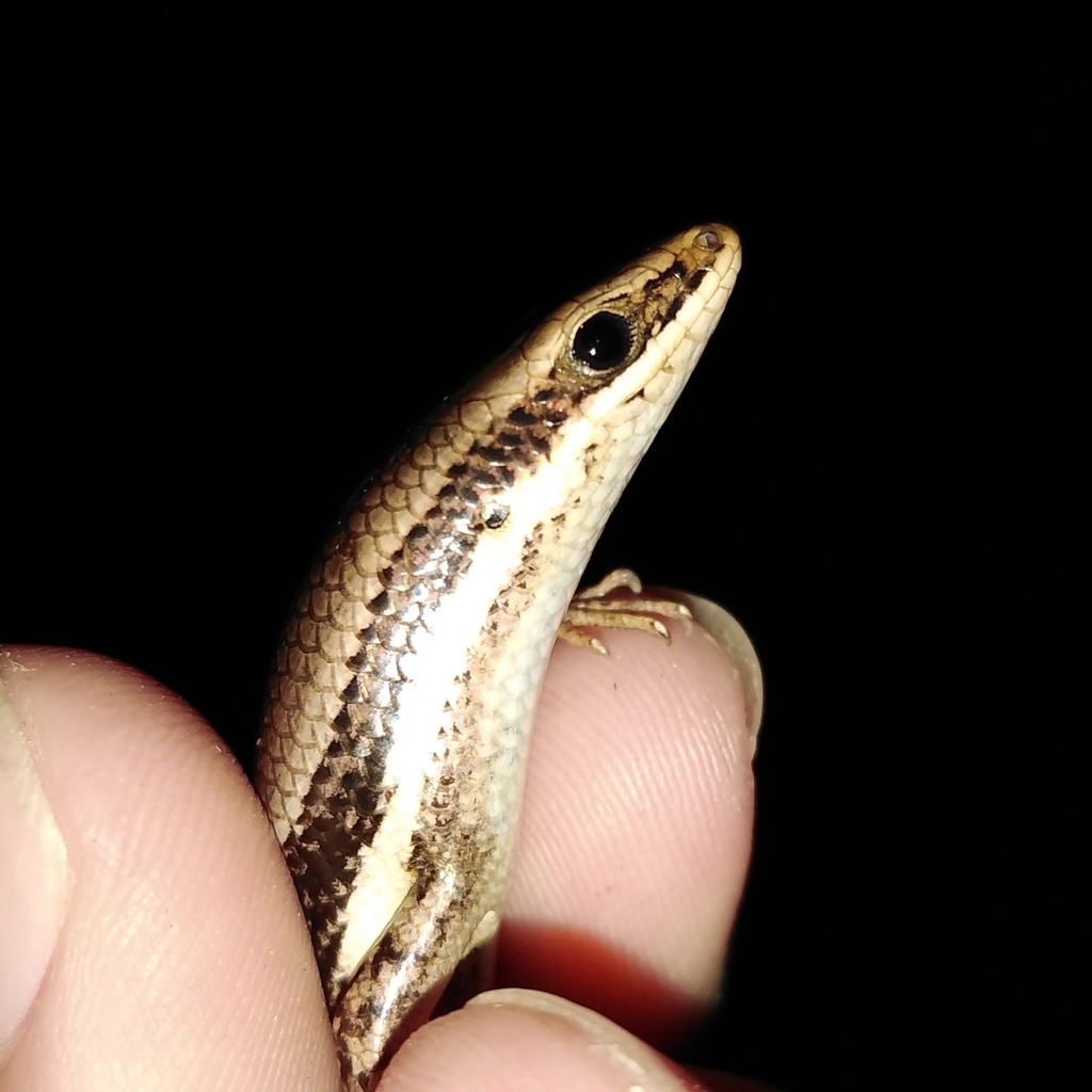 Mayan Skink from Sta Rosa de Lima, Tizimín, Yuc., México on June 15 ...