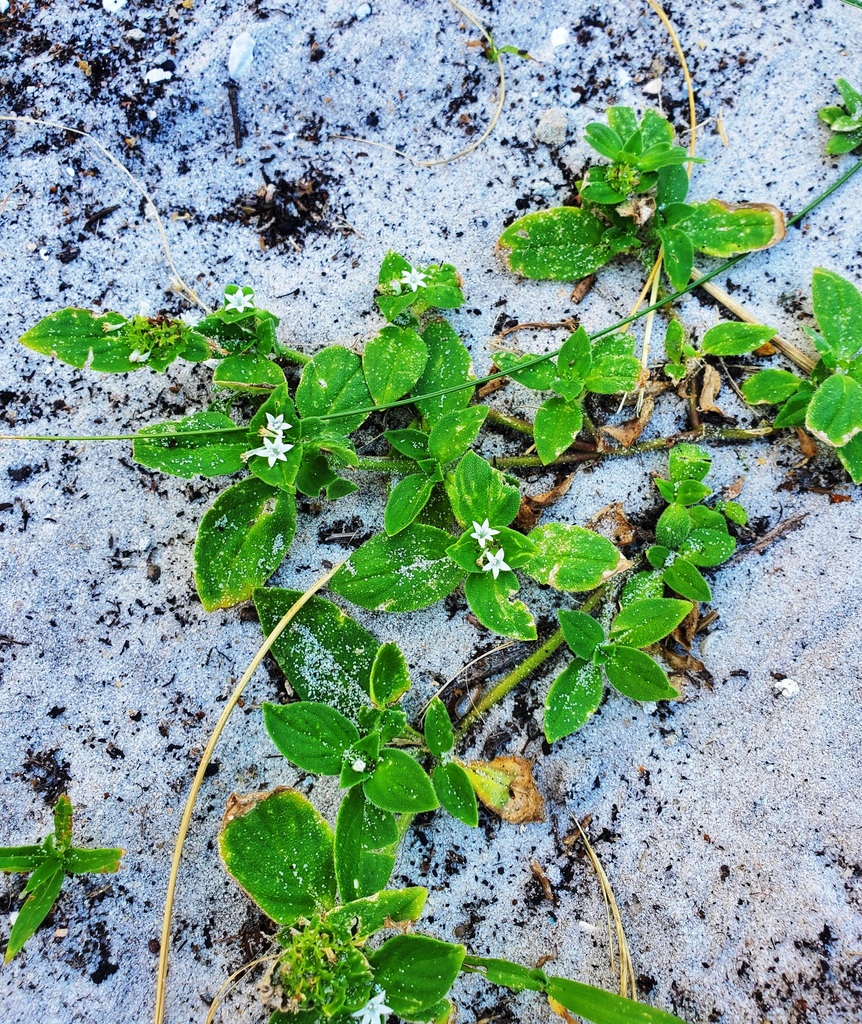 Tropical Mexican Clover from Okaloosa, Gulf Islands National Seashore ...