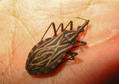 Rhodnius brethesi · iNaturalist