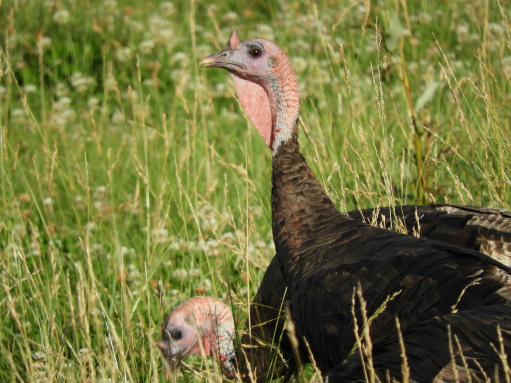 Wild Turkey from Fred Ashley Rd, Tygh Valley, OR 97063, USA on June 30 ...