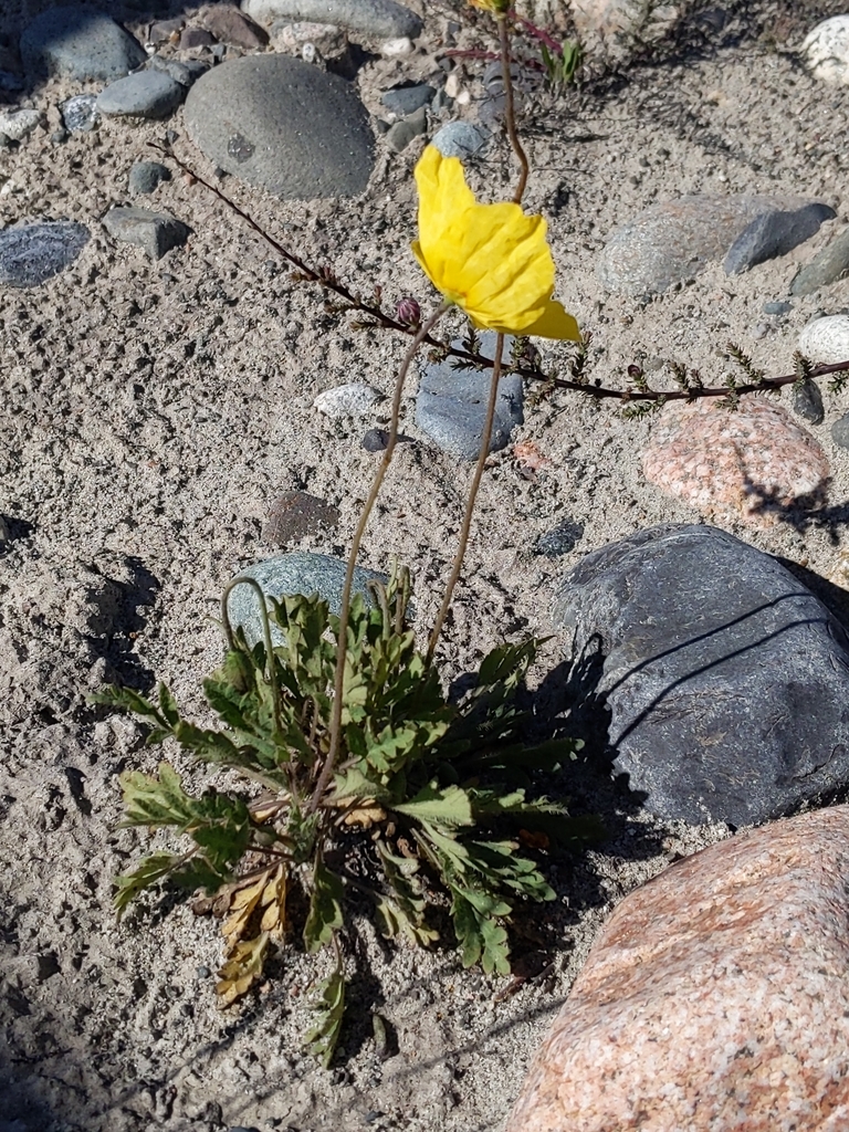 Ice Poppy from Kemin, KG-CU, KG on June 8, 2022 at 04:36 PM by gypaetus ...