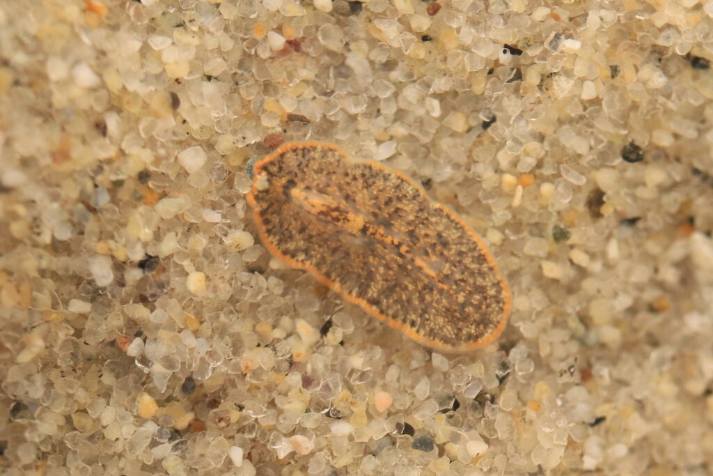 Cycloporus sp.2 (Polyclad flatworms of California) · iNaturalist