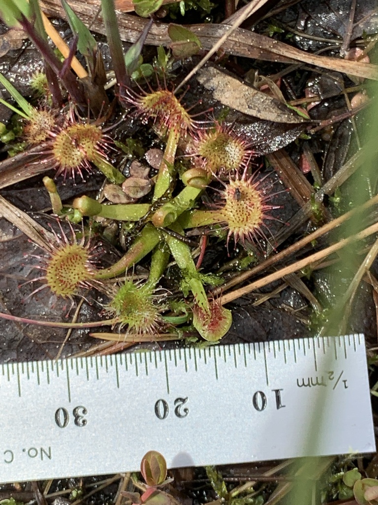 round-leaved sundew from The Mount Baker-Snoqualmie National Forest ...