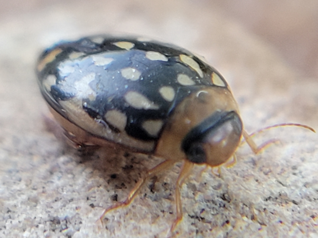 Laccophilus pictus coccinelloides from Patagonia, AZ 85624, USA on June ...