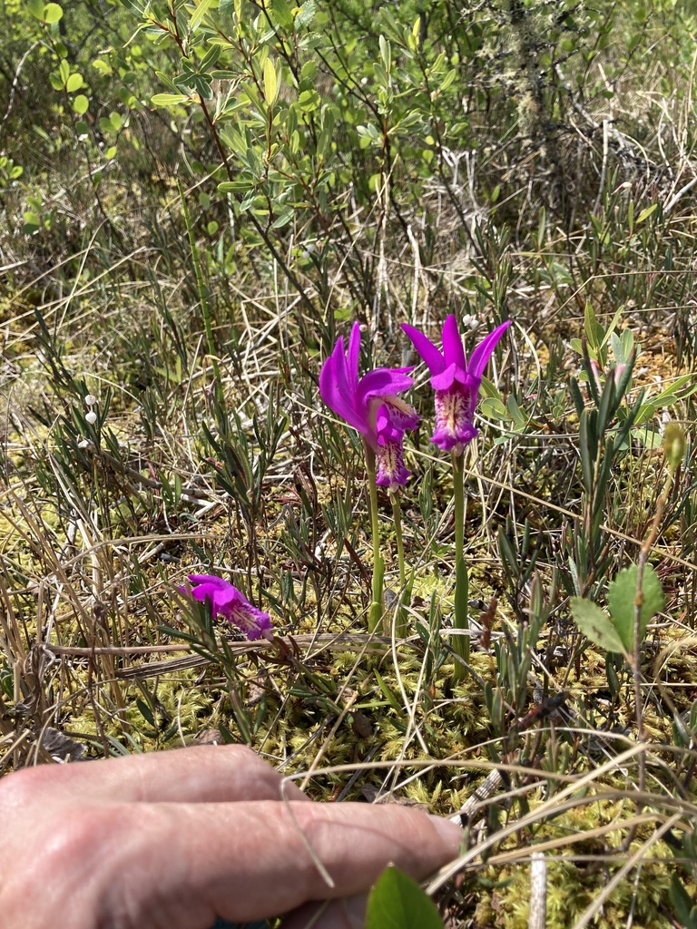 Dragon's Mouth in June 2022 by ab_orchid. location credit: Melanie Bird ...