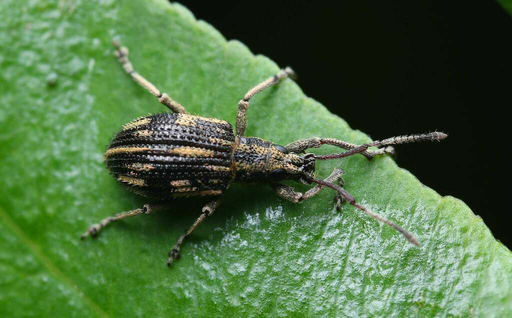 Myllocerinus from 中国重庆市江津区 on June 13, 2022 at 04:15 PM by Shiwan Lu ...
