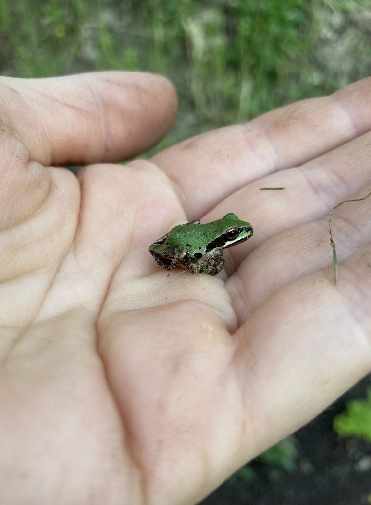 Northern Pacific Tree Frog in June 2022 by Hannah · iNaturalist