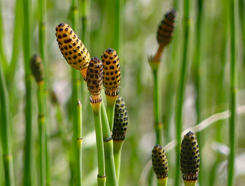 smooth horsetail from Roxborough Park, CO, USA on June 15, 2022 at 10: ...
