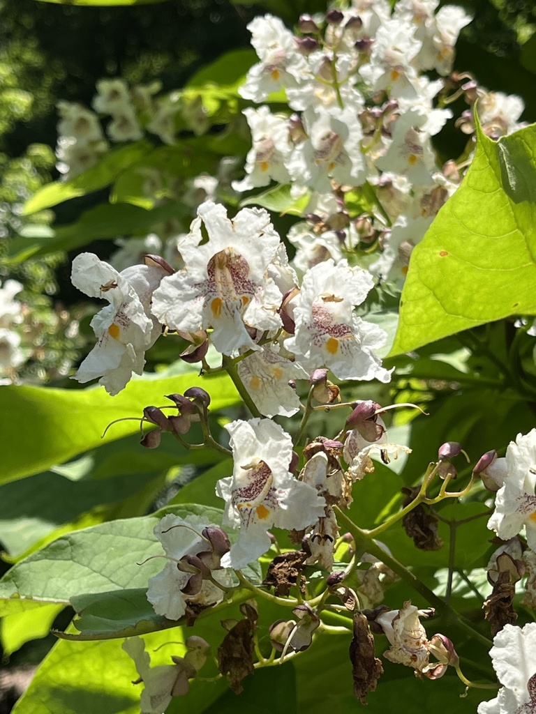 southern catalpa from The Maryland Zoo in Baltimore, Baltimore, MD, US ...