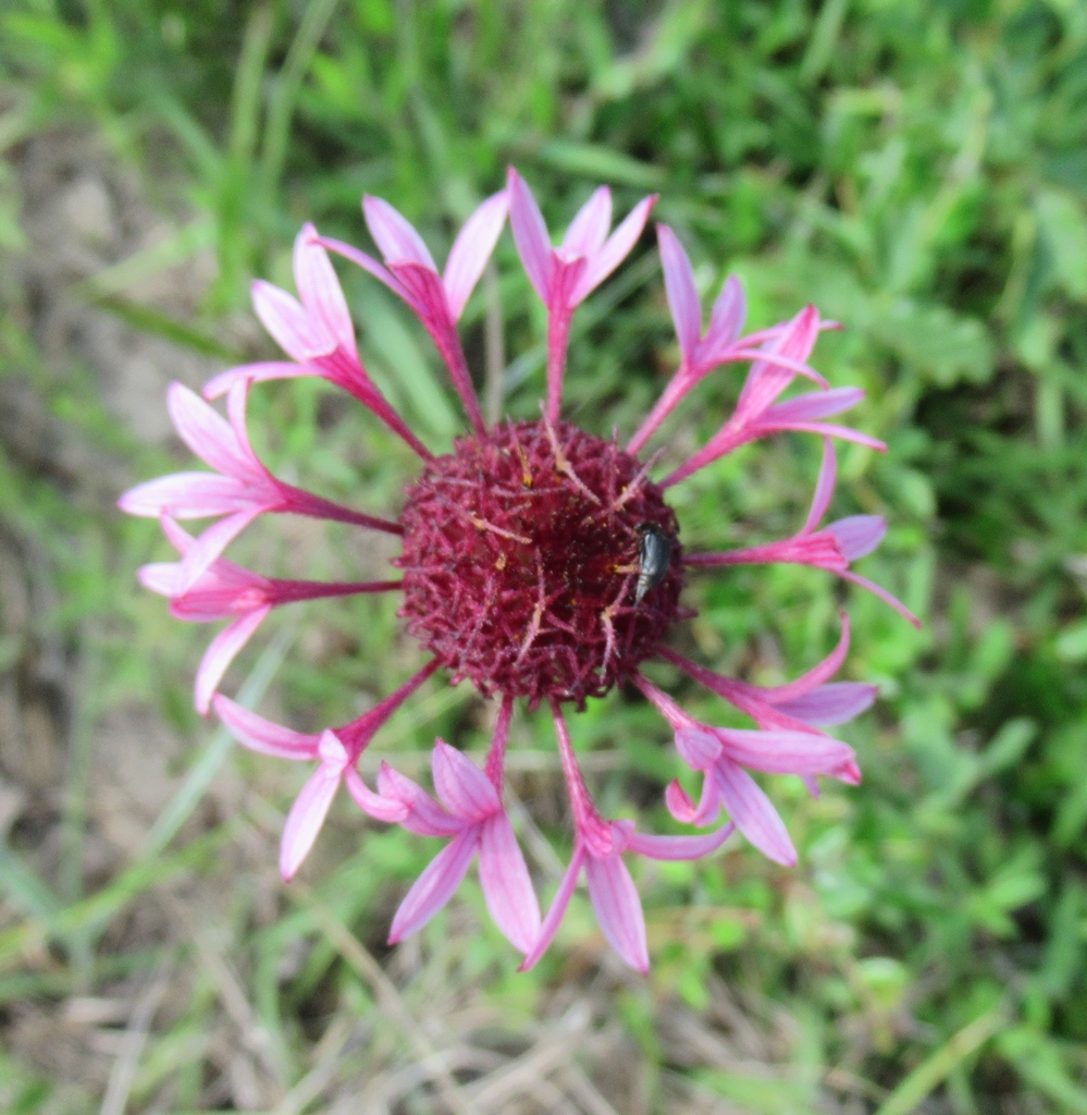 white firewheel from Oilfield Loop Rd, Hardin County, TX, USA on June ...