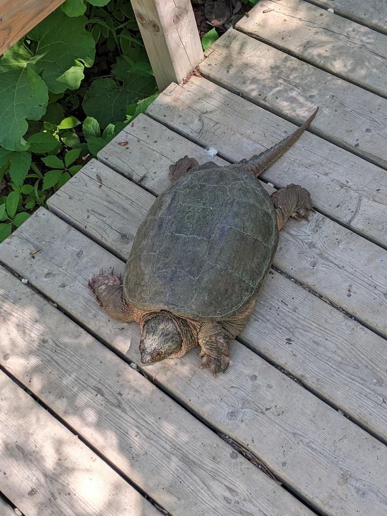 Common Snapping Turtle from Mississauga, ON, Canada on June 14, 2022 at ...