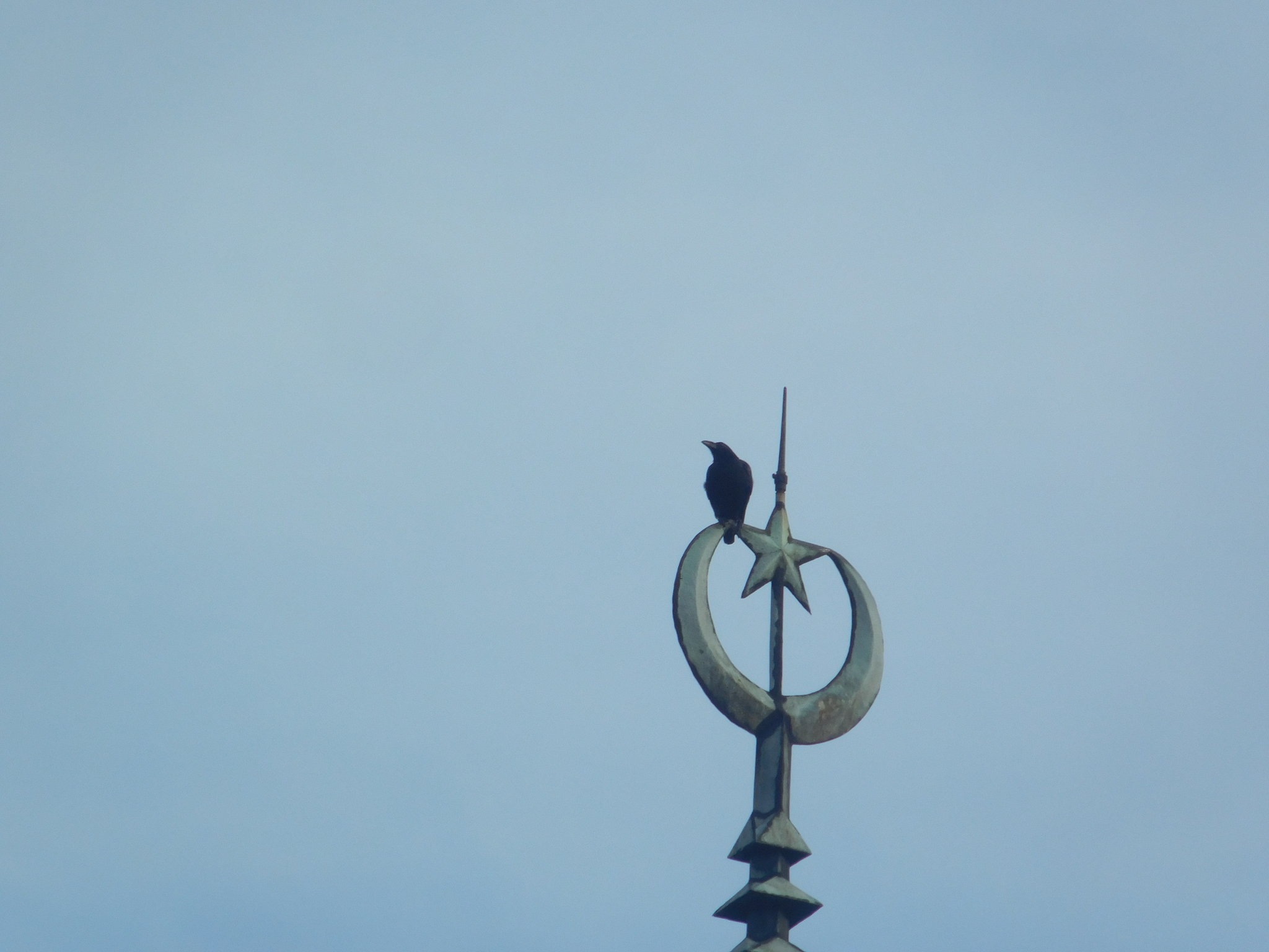 Corvus enca (Horsfield, 1821)