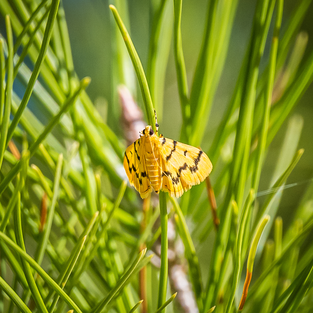 Kurrajong Bag Moth from Sea Lake VIC 3533, Australia on April 30, 2022 ...