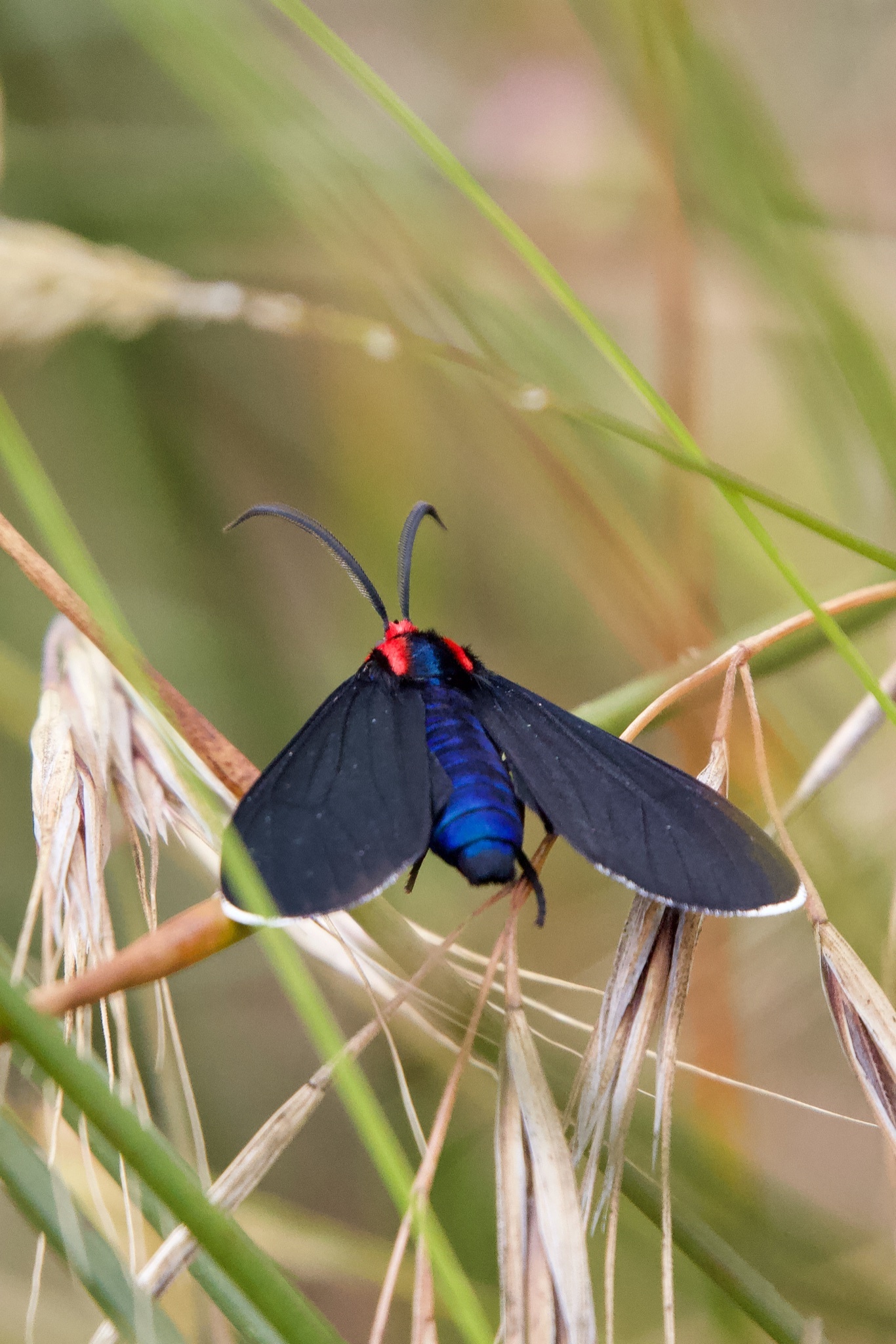 Ctenucha rubroscapus Ménétriés, 1857