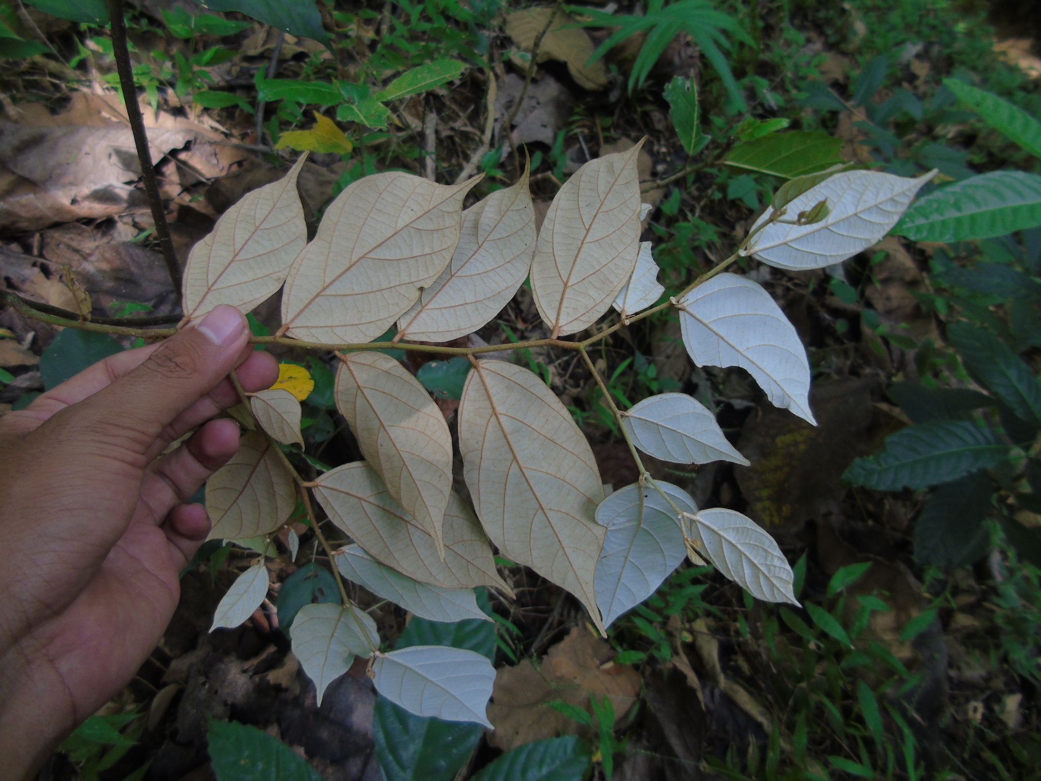 Pterospermum javanicum Jungh.