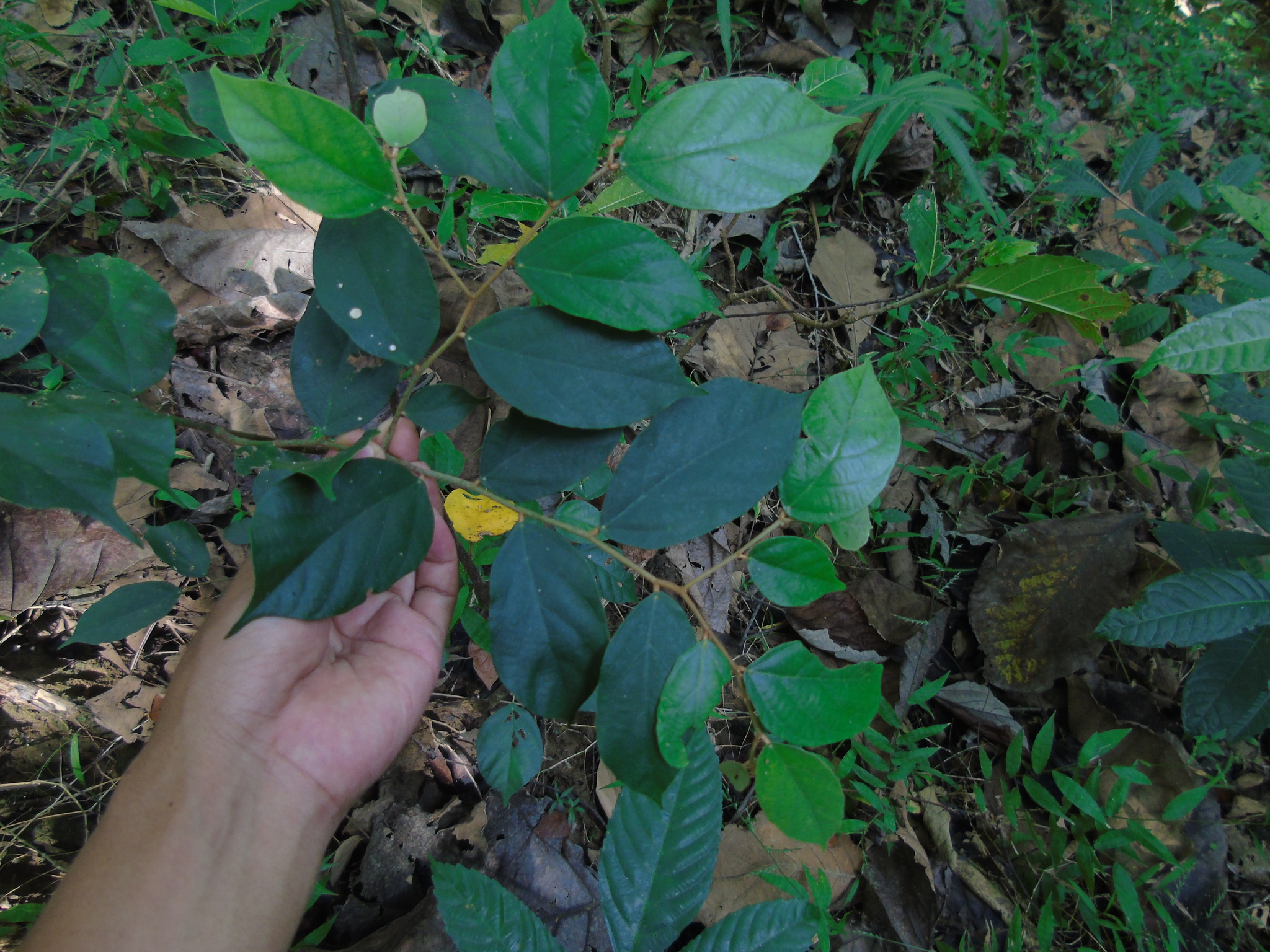 Pterospermum javanicum Jungh.