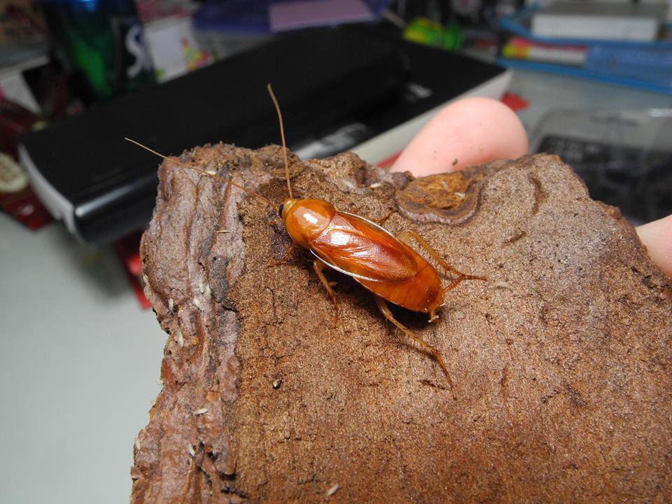Arizona Wood Cockroach (Cockroaches and Termites of the United States ...