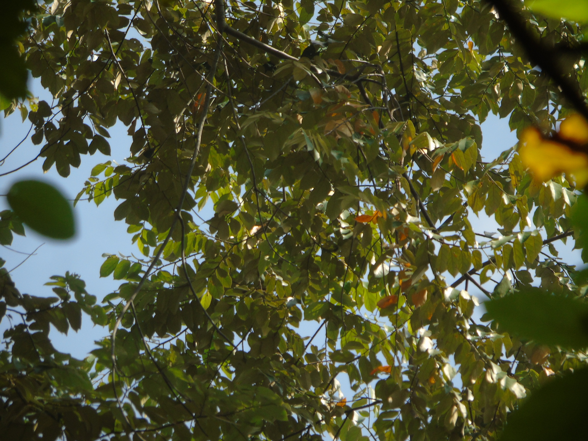 Pterospermum javanicum Jungh.