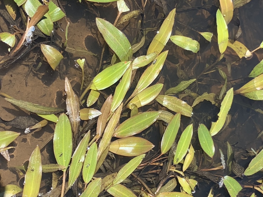 Longleaf Pondweed from Little Red Tank, Willcox, AZ, US on June 2, 2022 ...