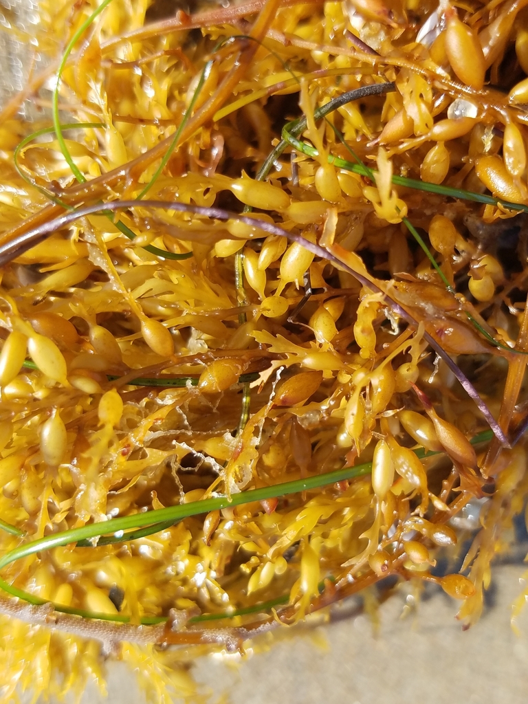 Devil weed from Reef/Aquarium, Isla Vista, CA 93117, USA on June 15 ...