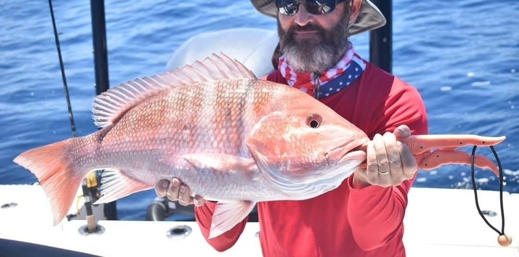 Northern Red Snapper in May 2020 by Hunter Groce. Released since it was ...