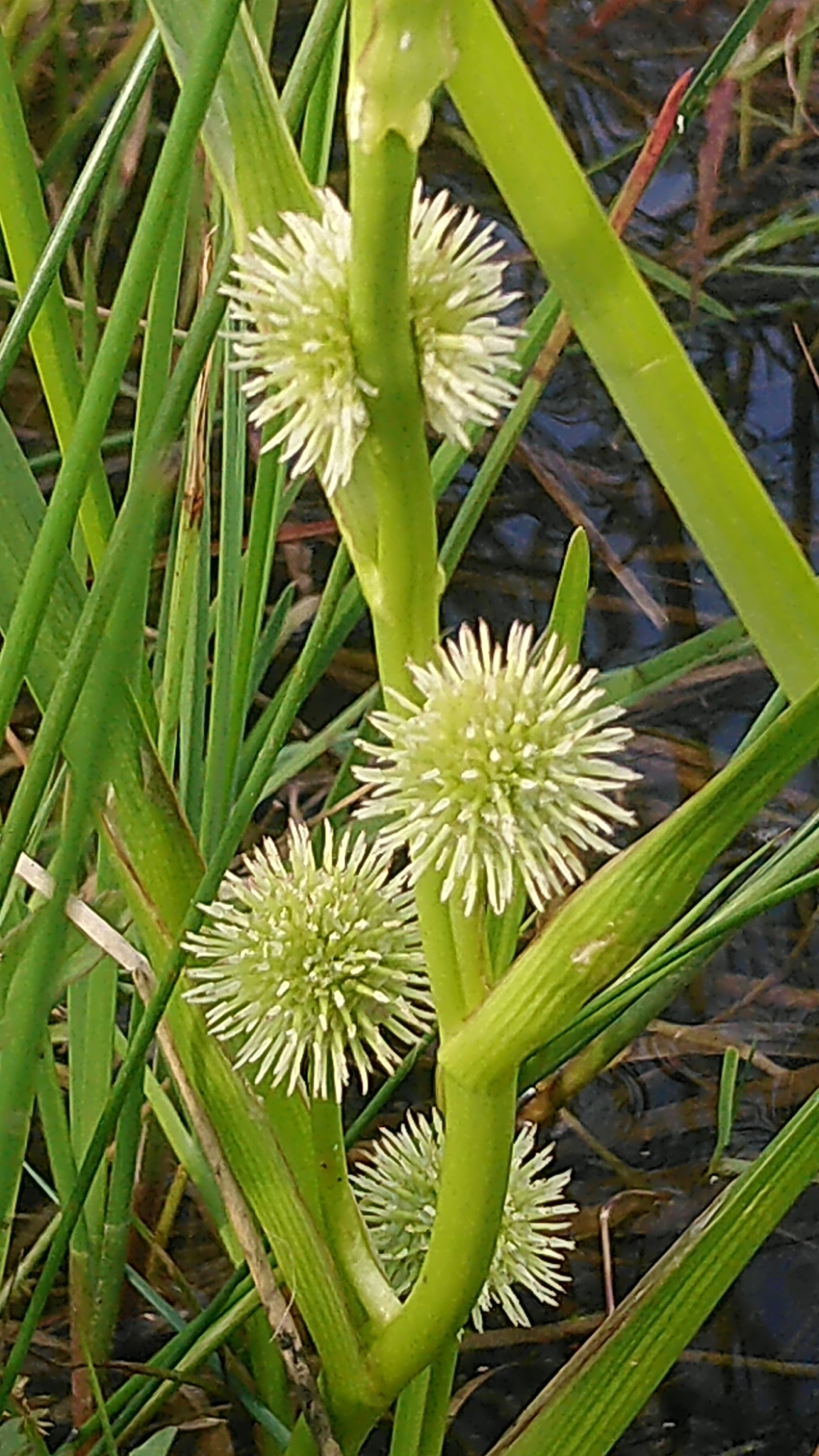 Sparganium emersum Rehmann