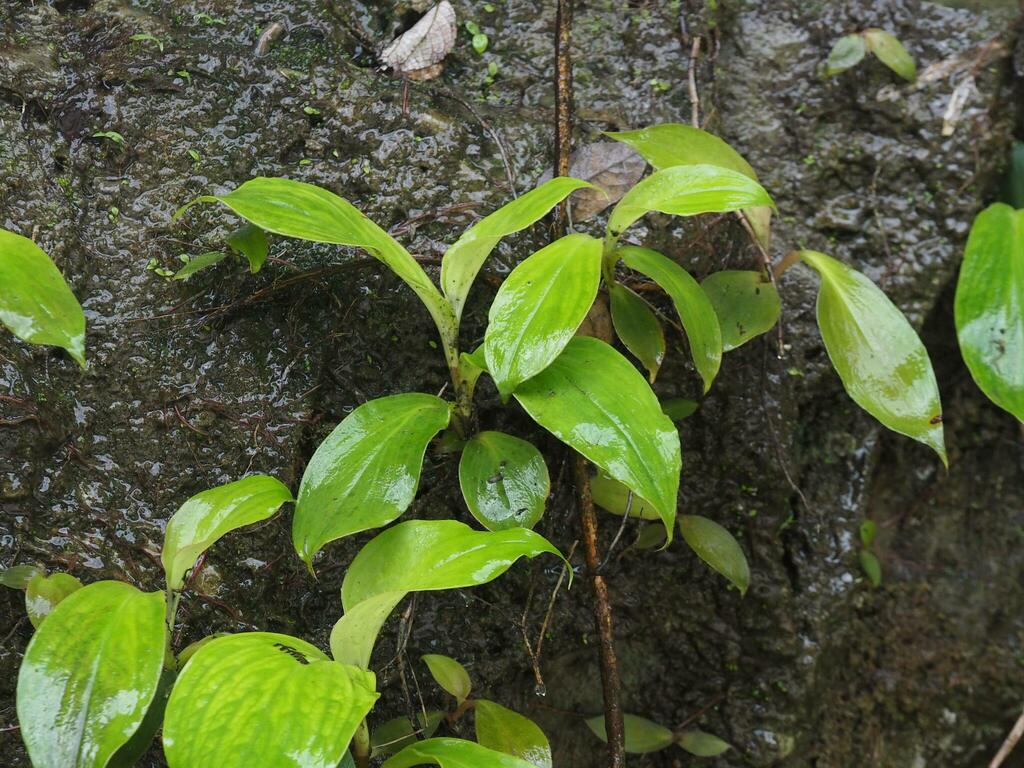 toad lily from Yulin, Taiwan, Taiwan on June 13, 2022 at 05:39 PM by ...
