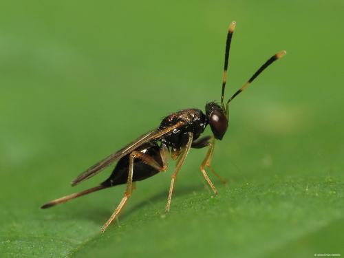 Genus Lelaps · iNaturalist