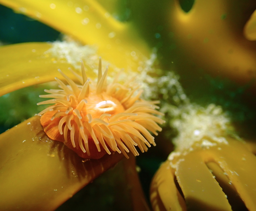 Brooding Anemone from Inside Boiler, San Clemente Island, CA, USA on ...