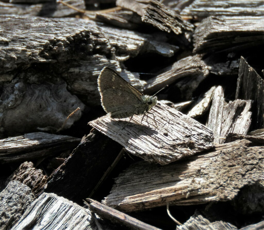 Pepper and Salt Skipper from Monroe County, PA, USA on June 14, 2022 at ...