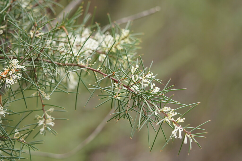 Bushy Needlewood from Wilsons Promontory VIC 3960, Australia on June 14 ...
