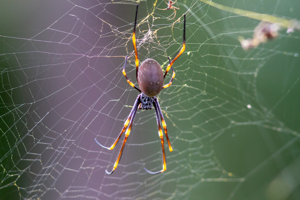 Tiger Spider from Woodgate QLD 4660, Australia on June 16, 2022 at 09: ...