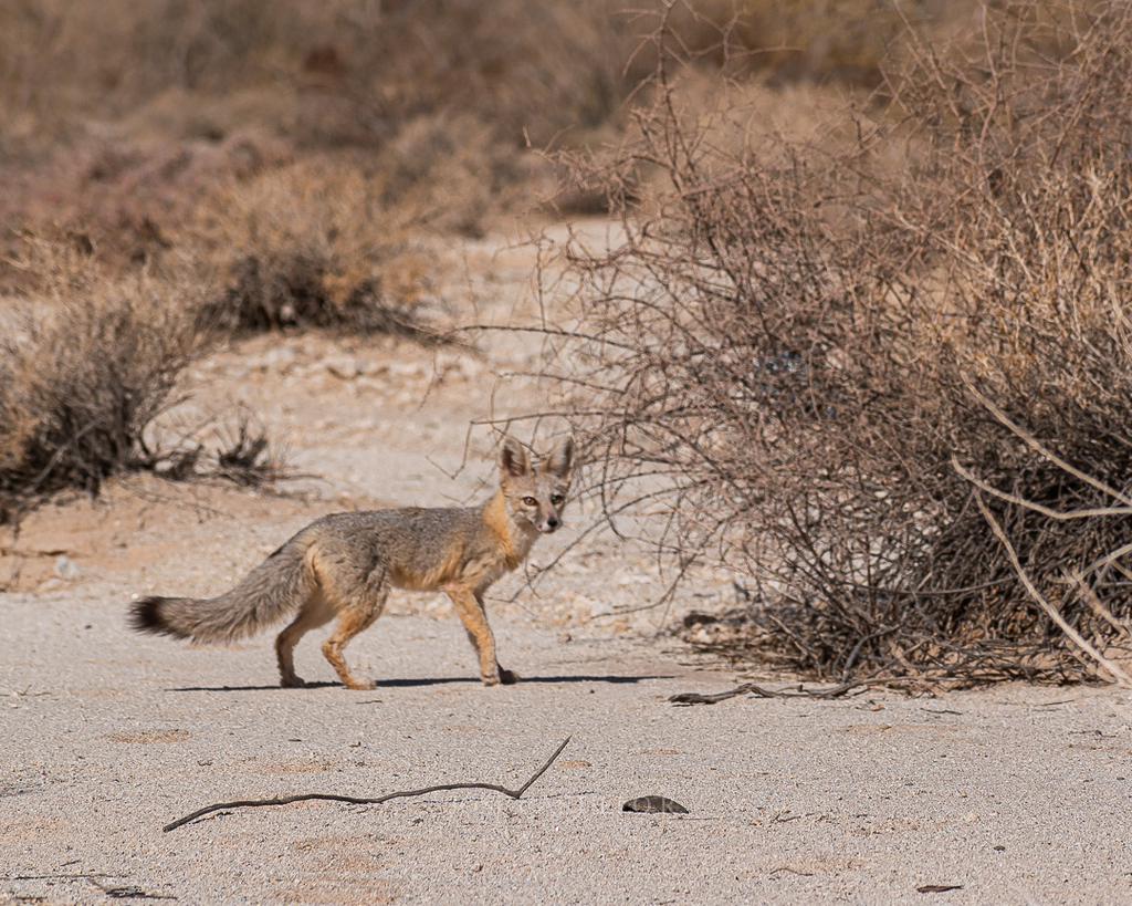 Vulpes macrotis macrotis desde Mexicali, B.C., México el 08 de abril de 2022 a las 10:35 de José ...