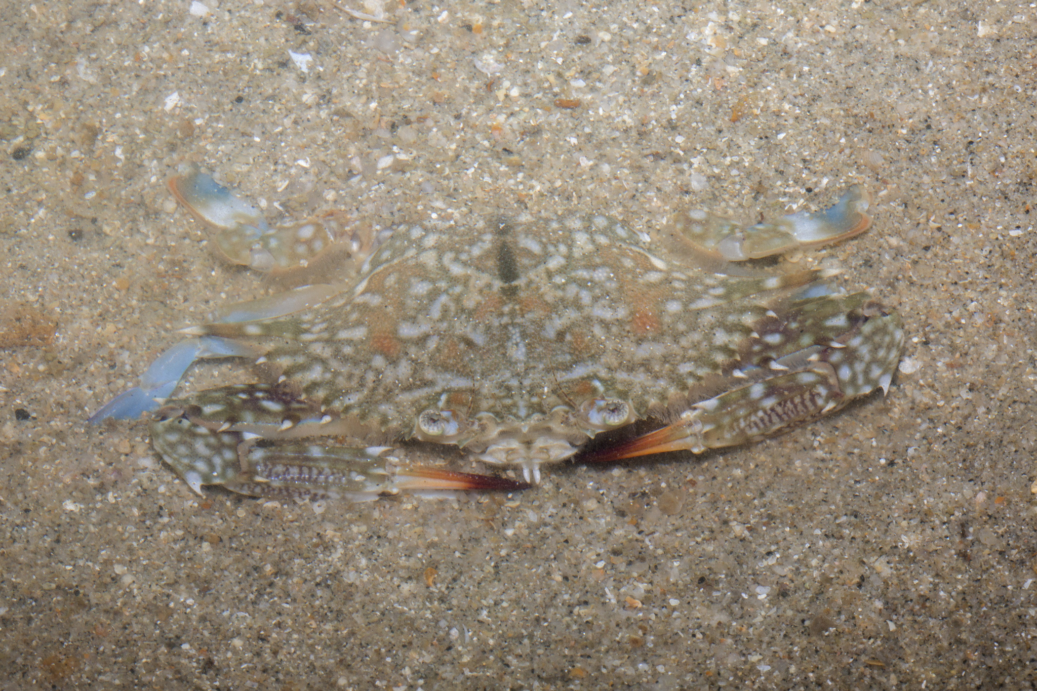 Portunus pelagicus (Linnaeus, 1758)