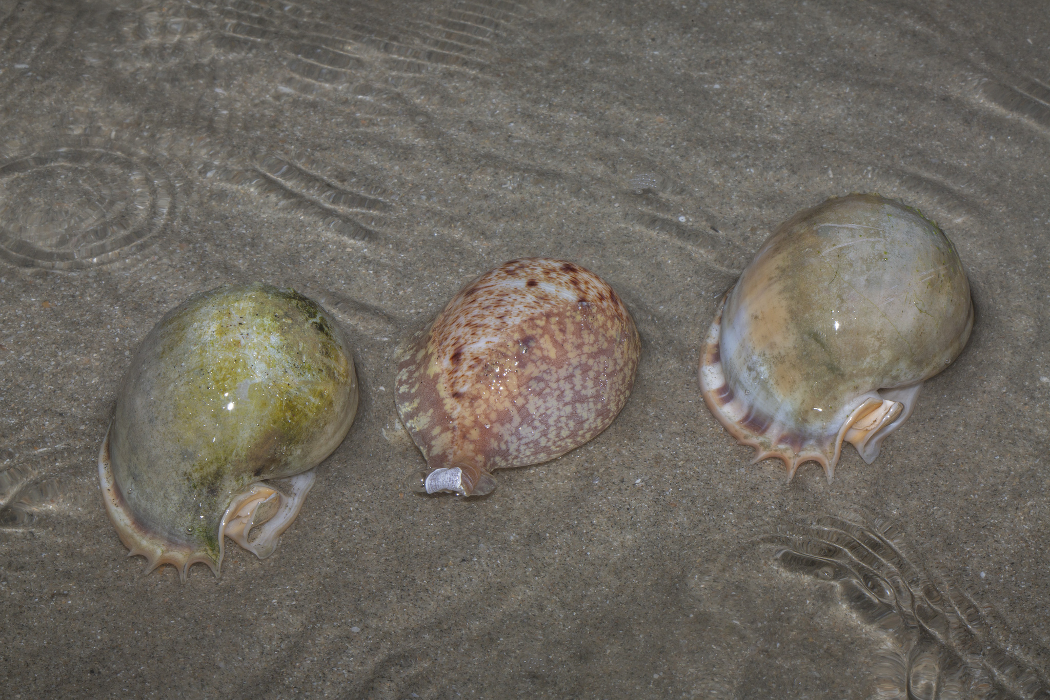 Phalium glaucum (Linnaeus, 1758)