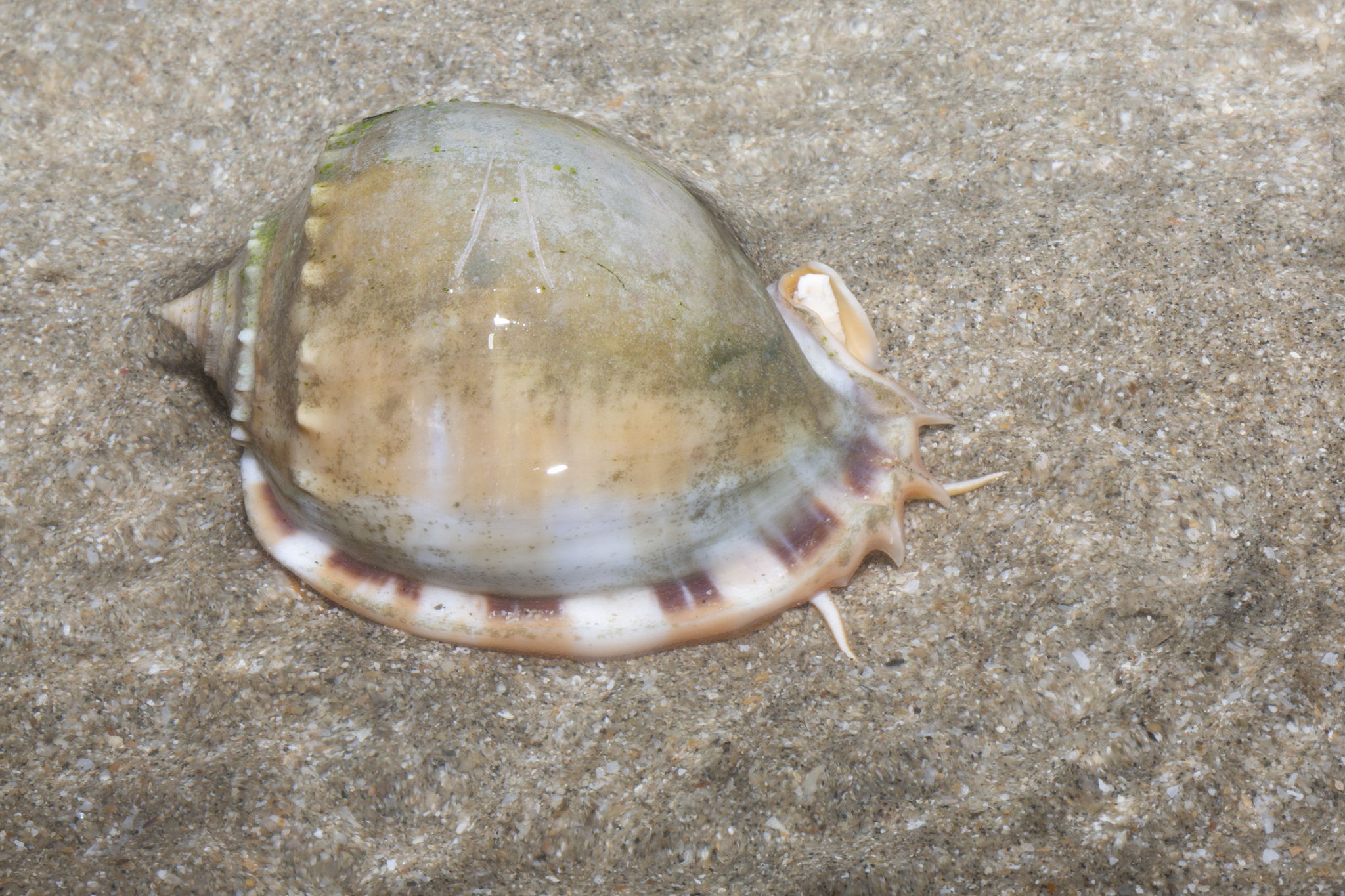 Phalium glaucum (Linnaeus, 1758)
