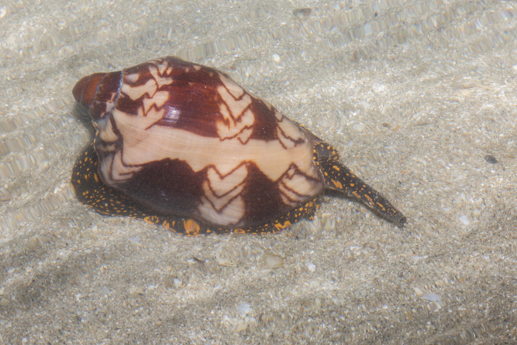 Cymbiola nobilis (Lightfoot), 1786