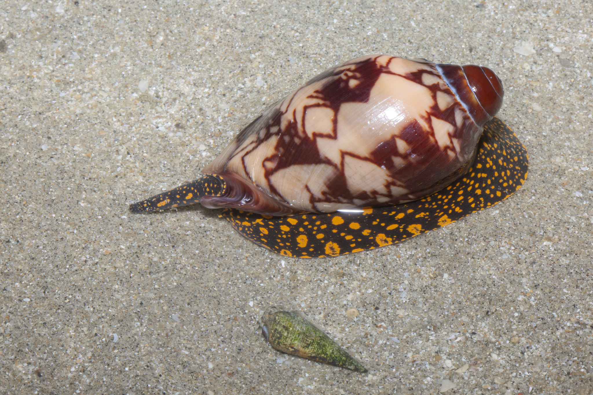 Cymbiola nobilis (Lightfoot), 1786