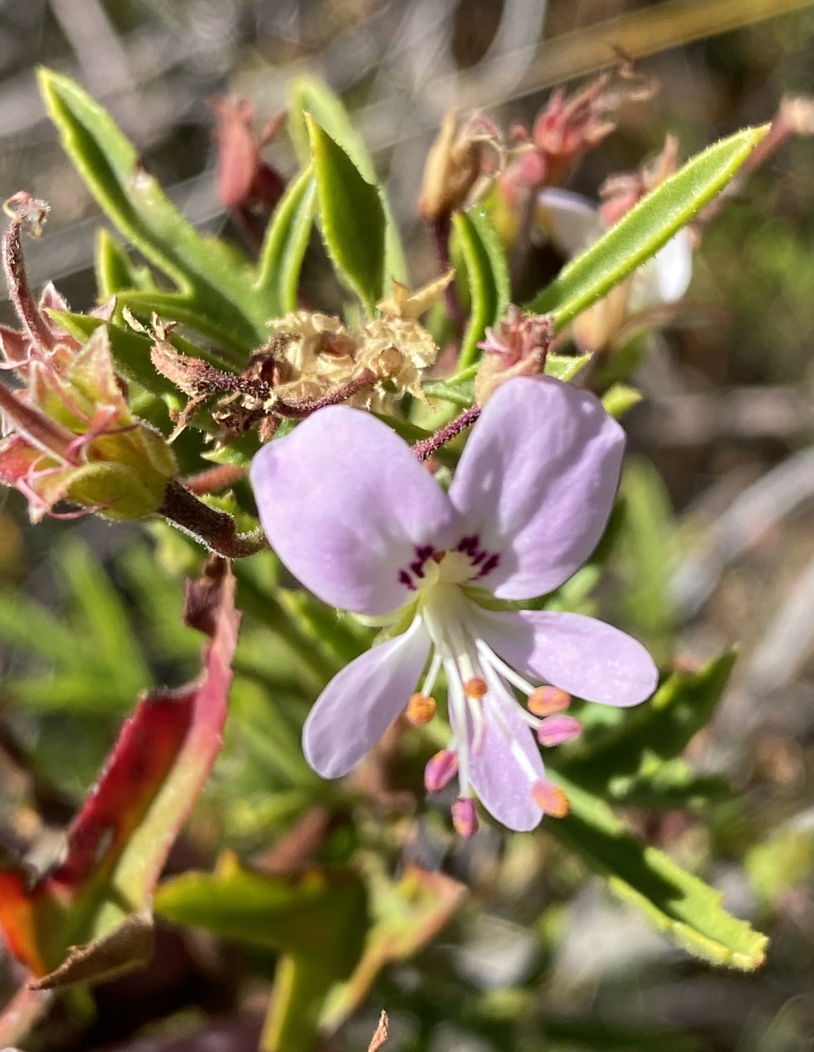 Pelargonium scabrum (L.) L'Hér.