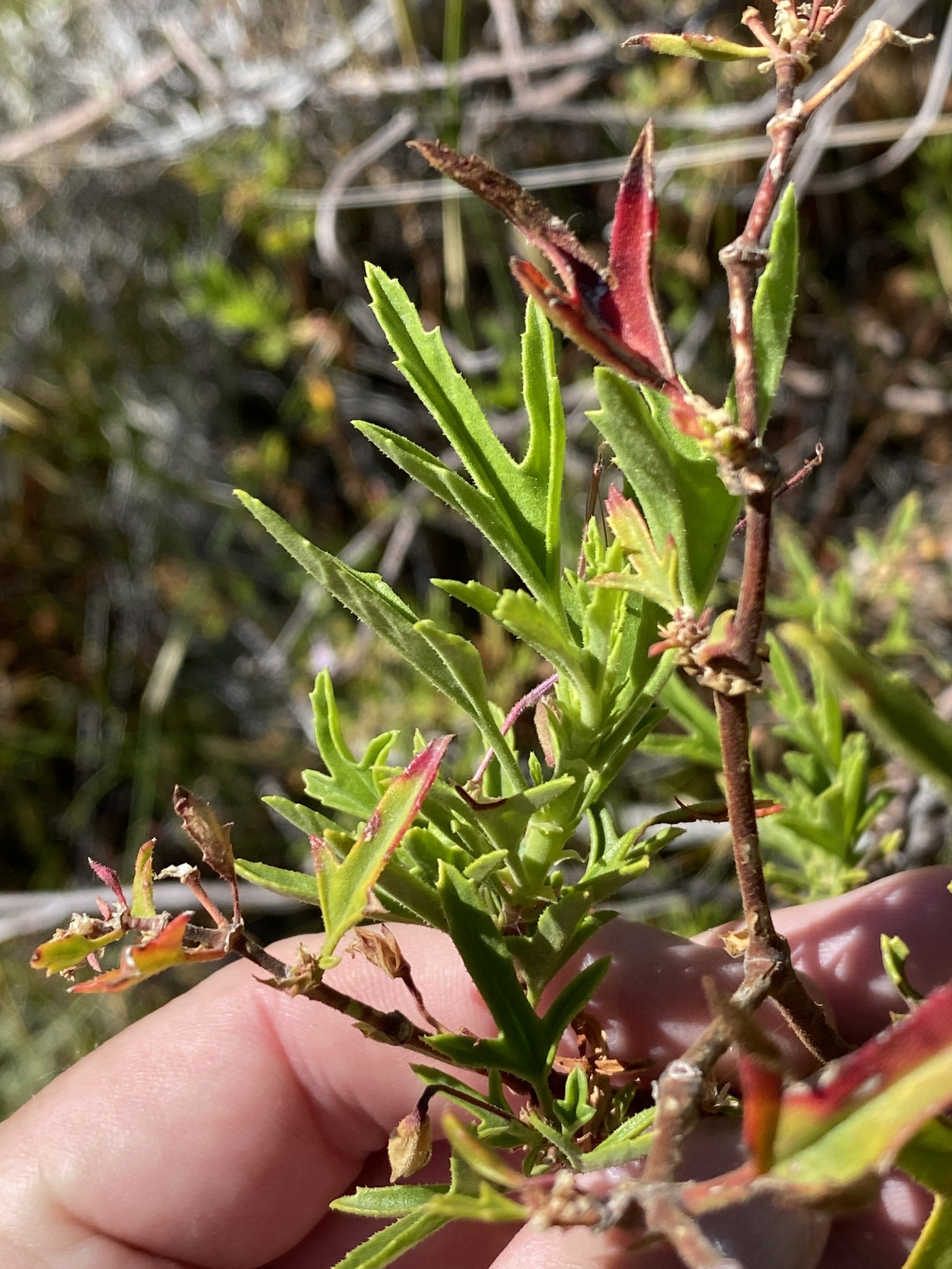 Pelargonium scabrum (L.) L'Hér.