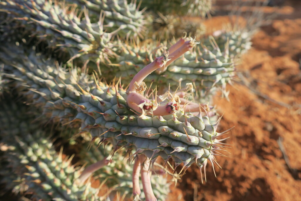 Wild Ghaap in June 2021 by Christien Steyn · iNaturalist