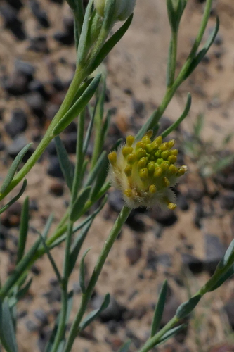 Subspecies Pimelea simplex continua · iNaturalist