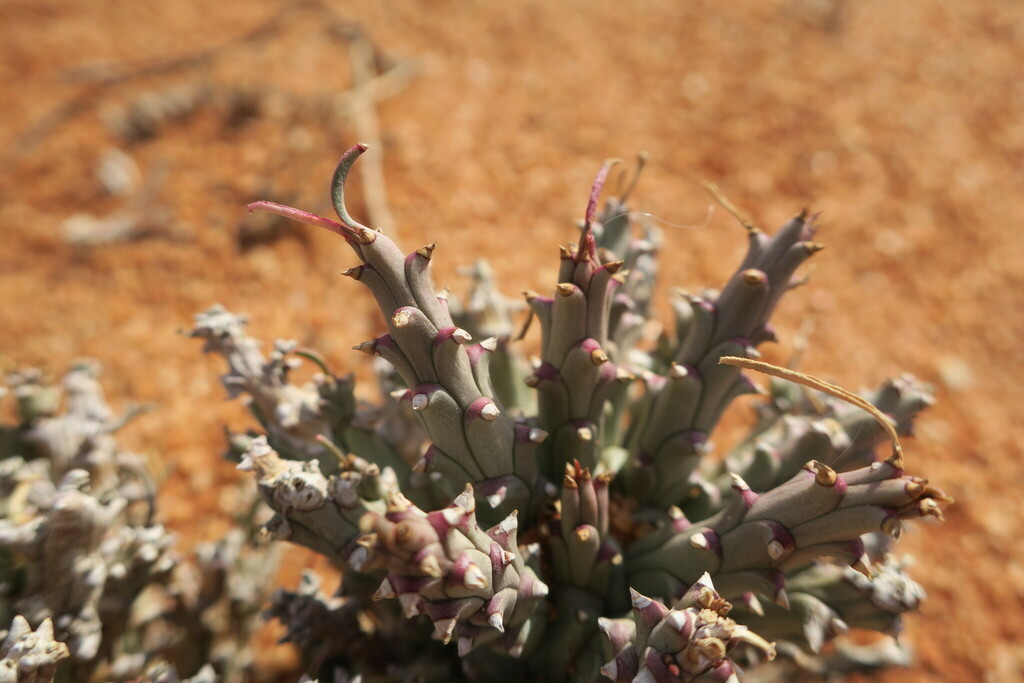 spurges in June 2021 by Christien Steyn · iNaturalist